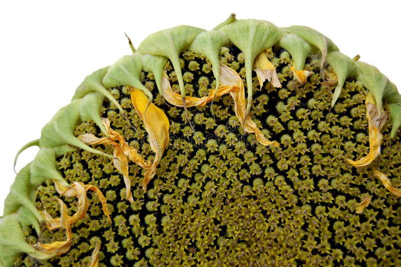 Reife Sonnenblume Und Sonnenblumenfeld Stockfoto - Bild von grün ...