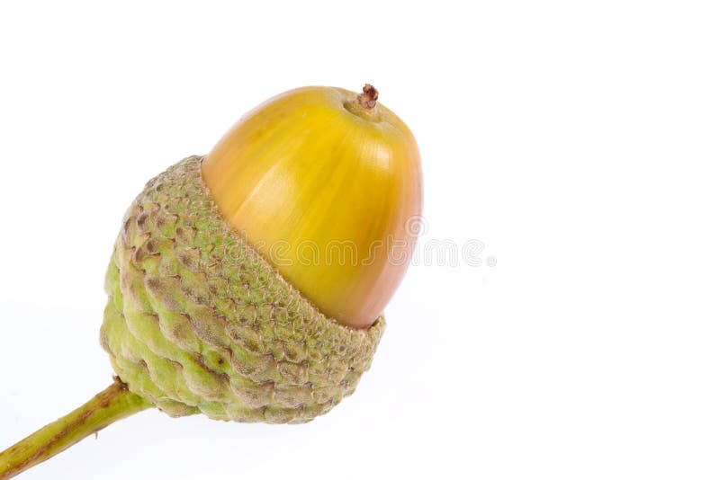 Nahaufnahme Von Drei Grünen Eicheln Stockbild - Bild von eichel, hell ...