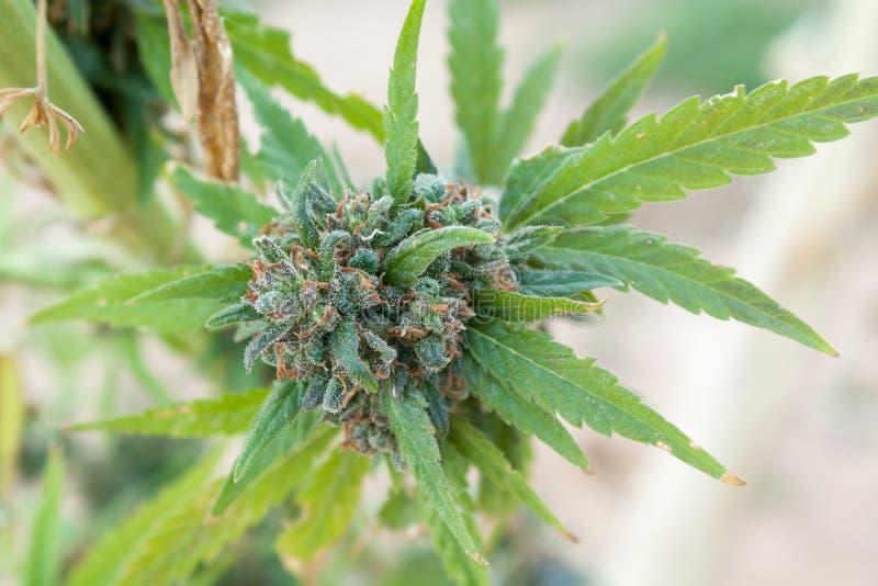 Reifen Der Hanf-/Marihuana-Knospe Stockbild - Bild von gesund, betrieb ...