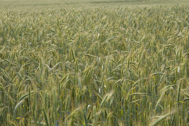 Reifender Roggen Auf Dem Gebiet Stockfoto - Bild von roggen, ernte ...