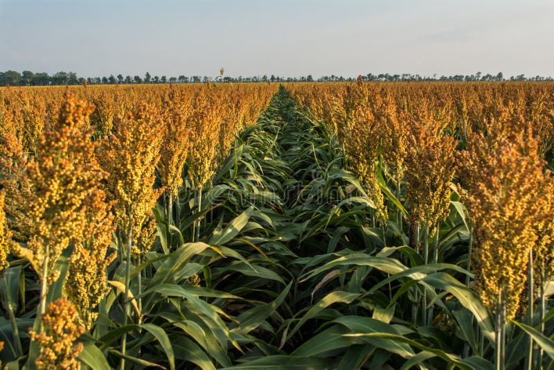 Reifendes Feld Des Milo-(Sorghum) Stockbild - Bild von bewirtschaften ...