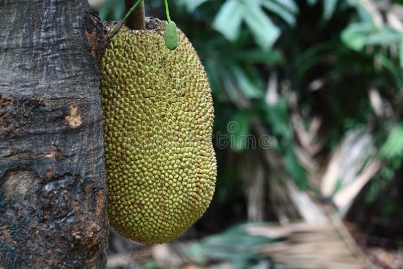 Jackfruit Auf Jack Tree - Brotfruchtbaum Heterophyllus Stockbild - Bild ...