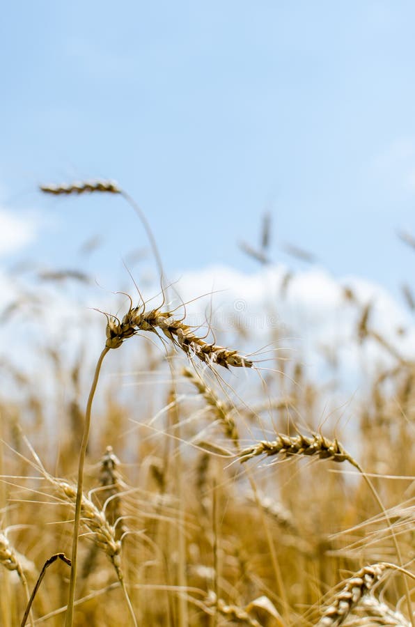 Reifer Weizen Auf Dem Gebiet Bild. Bild: 83037235