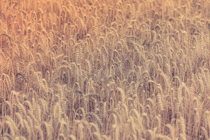 Reifes Getreidefeld stockbild. Bild von stroh, korn, nahaufnahme - 68254135
