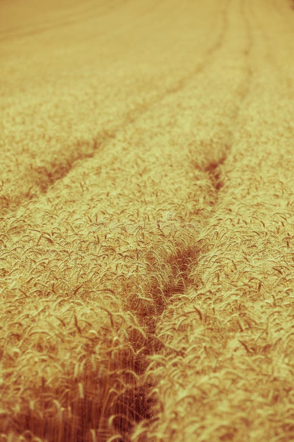 Reifes Getreidefeld stockbild. Bild von stroh, korn, nahaufnahme - 68254135