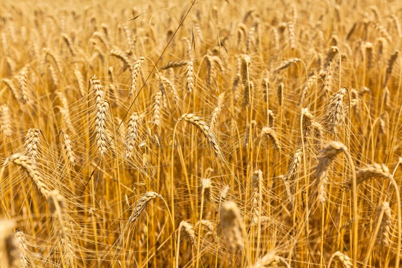 Reifes Getreidefeld stockfoto. Bild von landwirtschaftlich - 70626602