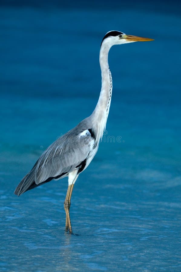 Reiger stock afbeelding. Image of eiland, kruid, azië - 11407651
