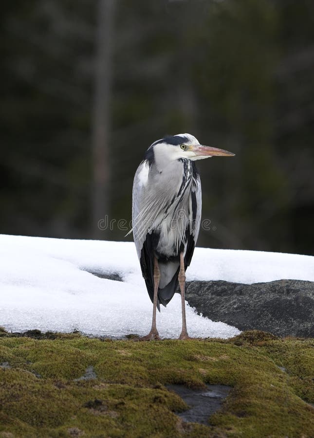 Reiger stock afbeelding. Image of vogel, portret, stellen - 12139599