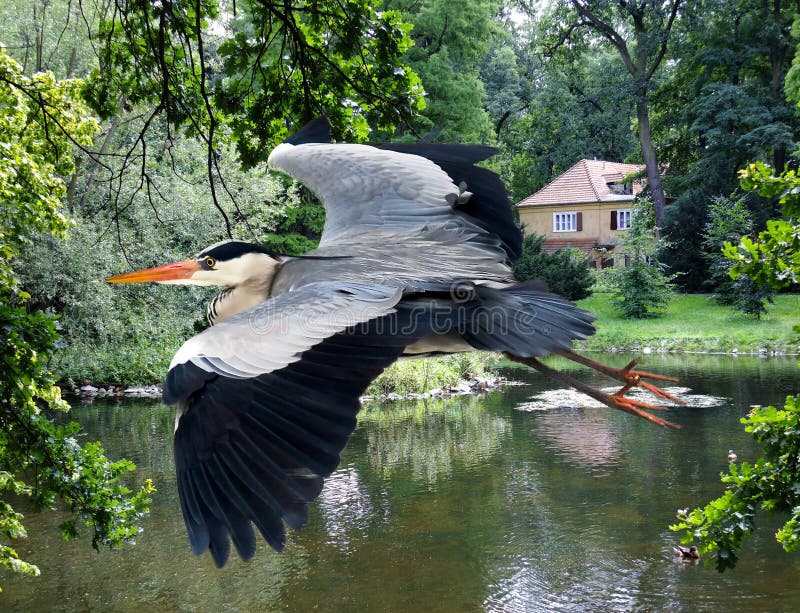 Reiger stock afbeelding. Image of vliegen, huisvesting - 12666855