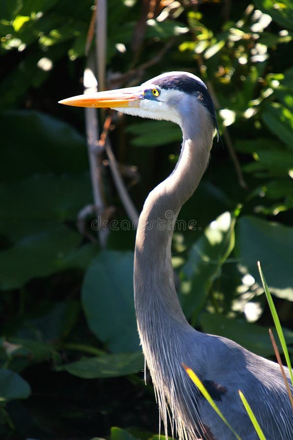 Reiger stock foto. Image of florida, mond, vogelobservatie - 1873238