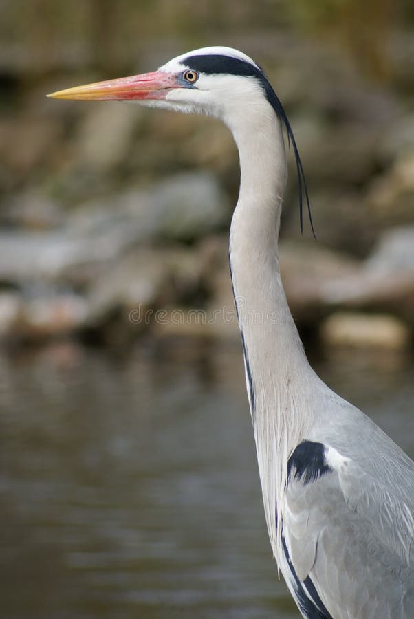 Reiger stock foto. Image of gekleurd, dier, water, kruid - 40745678