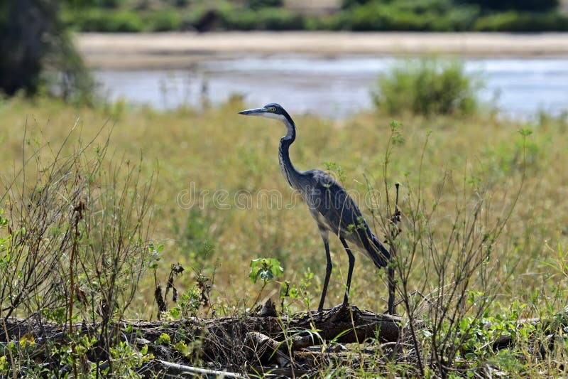 Afrikaanse reiger stock afbeelding. Image of grijs, thema - 50962003