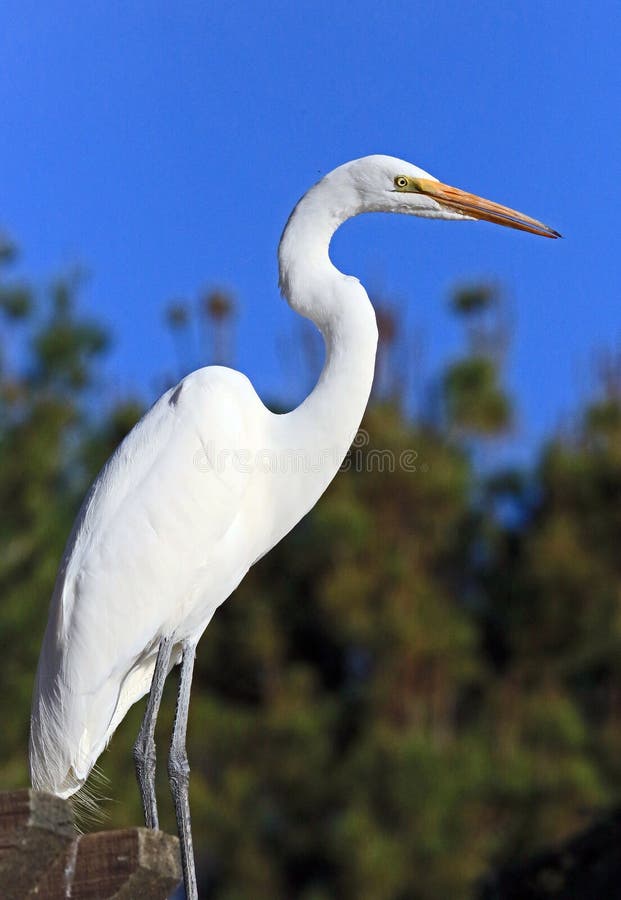 Witte Reiger stock foto. Image of vogel, blauw, overzees - 16185744
