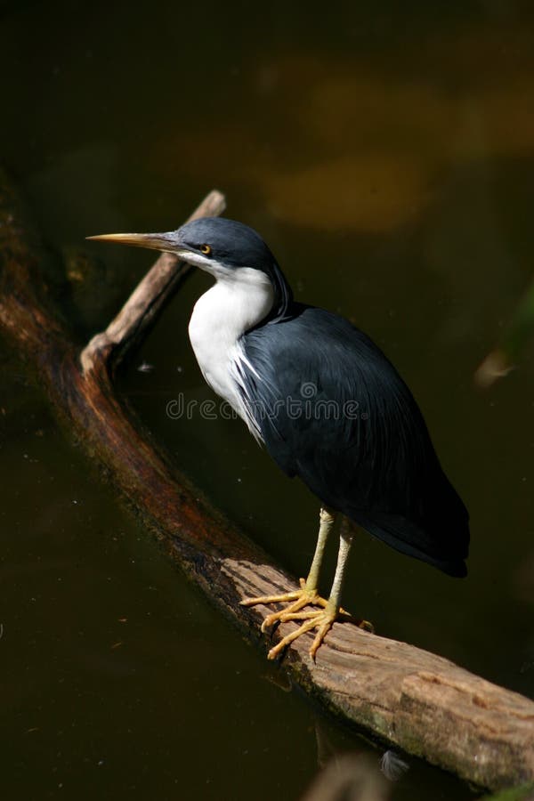 Reiger stock foto. Image of zwart, vijver, status, vogel - 90584