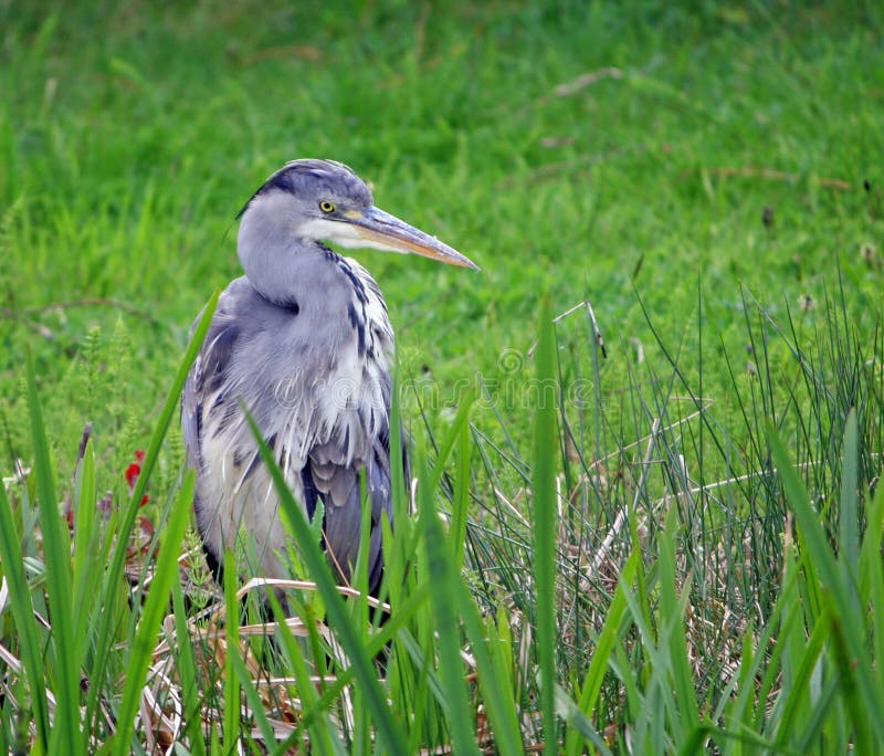 Reiger stock foto. Image of kruiden, mooi, vogel, watervogels - 9147210