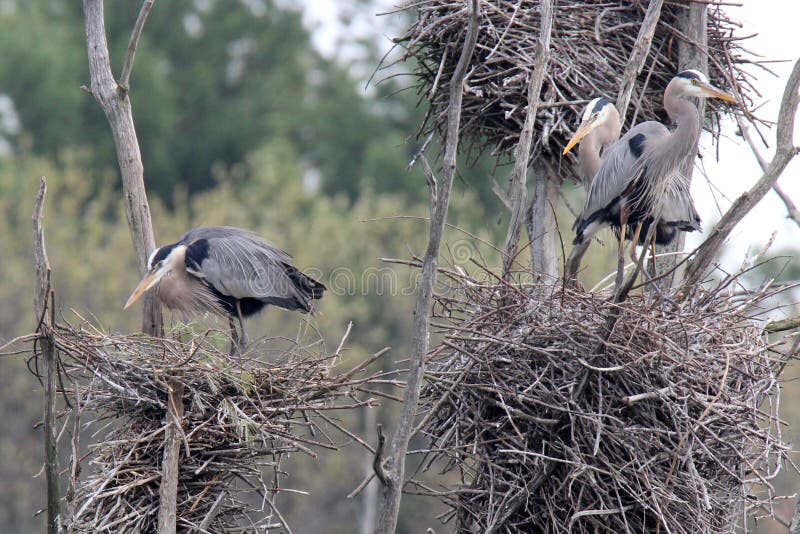 Reiger op een Nest stock foto. Image of nesten, lente - 91589918