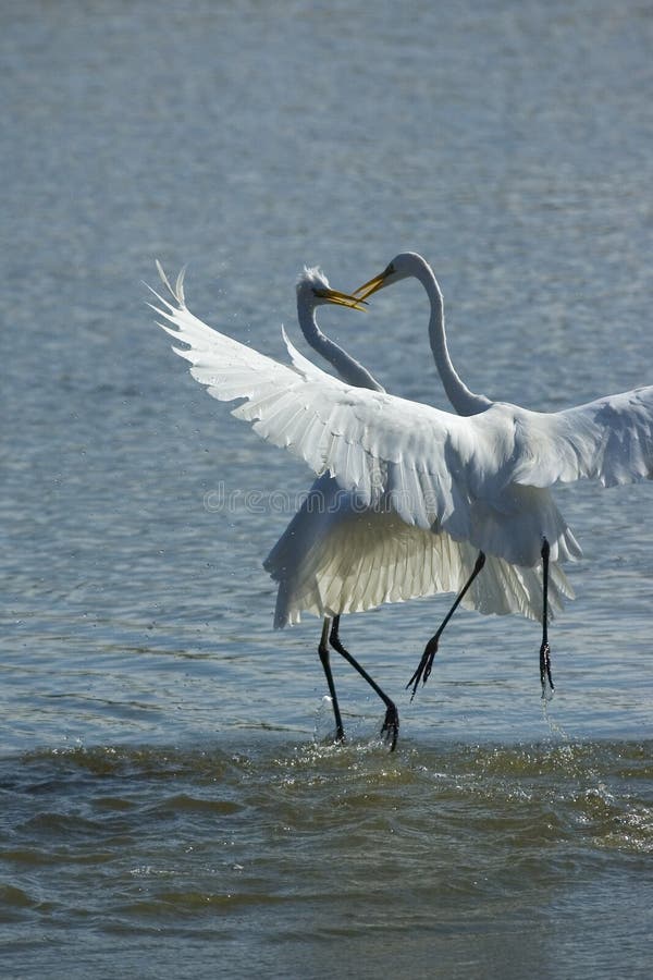 Witte Reiger stock foto. Image of bezinning, meer, groen - 327266
