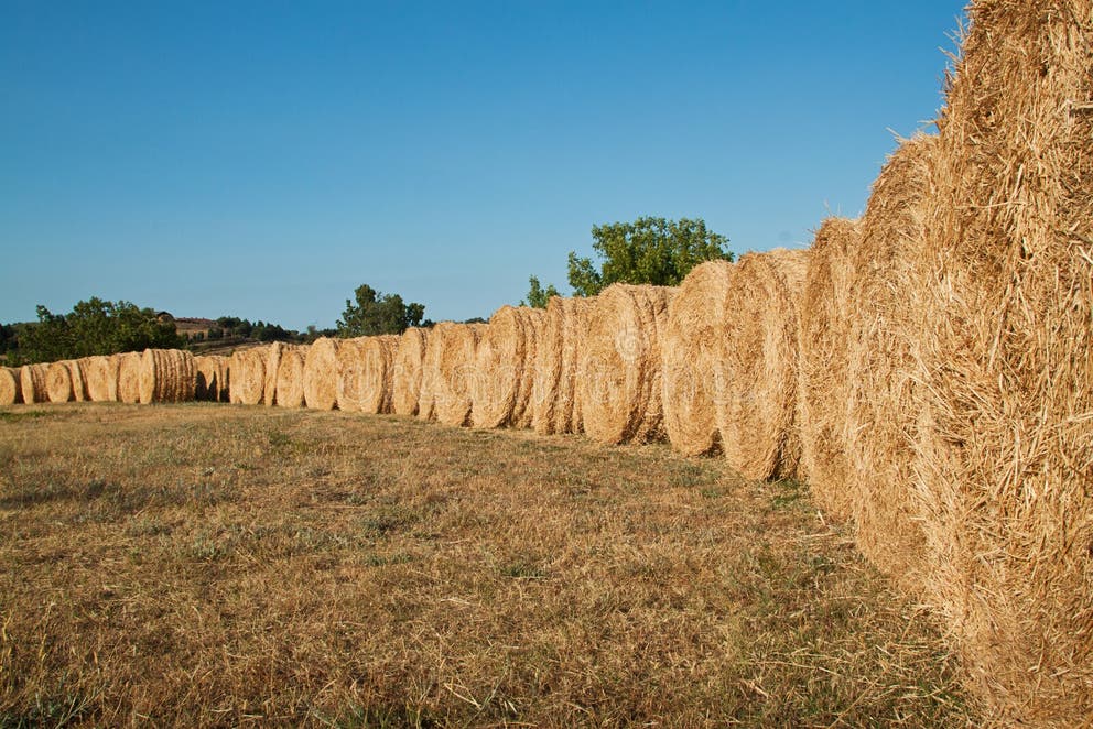 Reihe der Ballen Heus stockfoto. Bild von sonnenuntergang - 25730924