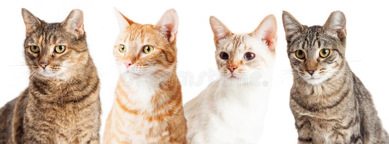 Reihe Der Katzen-Nahaufnahme Stockfoto - Bild von reihe, taste: 65378340