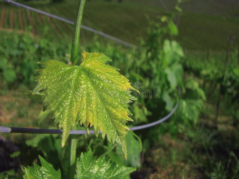 Reihe der Rebe stockbild. Bild von blatt, wachstum, sonnenuntergang ...