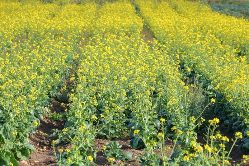Reihen Von Flachspflanzen Auf Den Feldern in Der Niederländischen ...