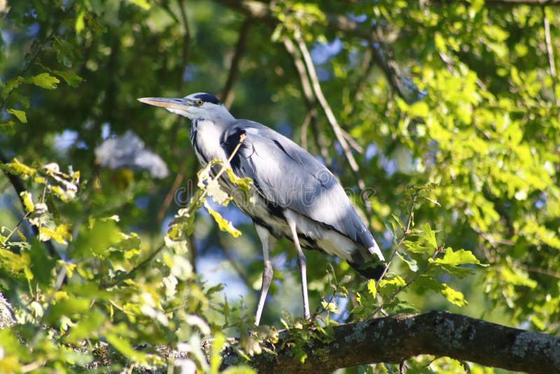 Reiher stockbild. Bild von haube, steif, schnabel, feder - 77038937