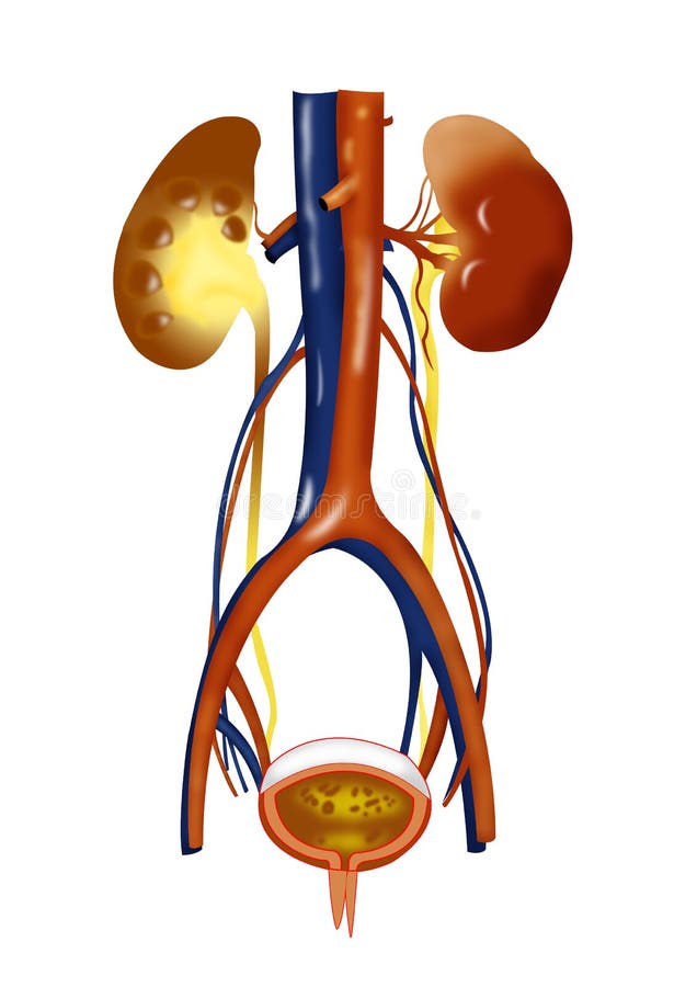 Rein, uretère, urètre illustration stock. Illustration du humain - 22416018