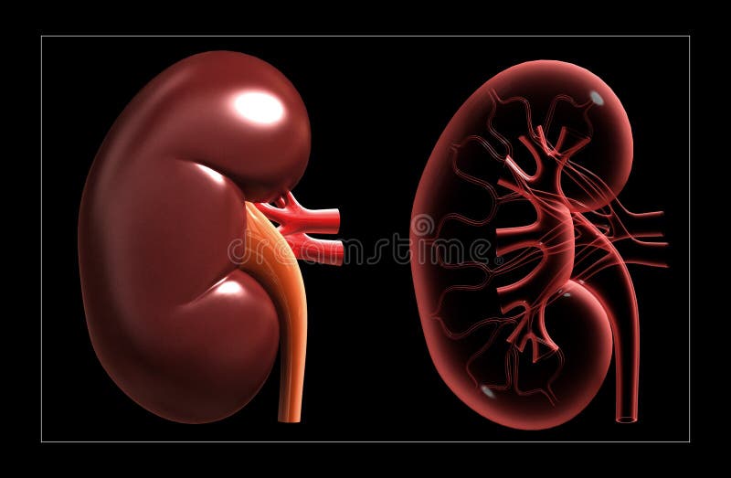 Rein humain illustration stock. Illustration du système - 33083268