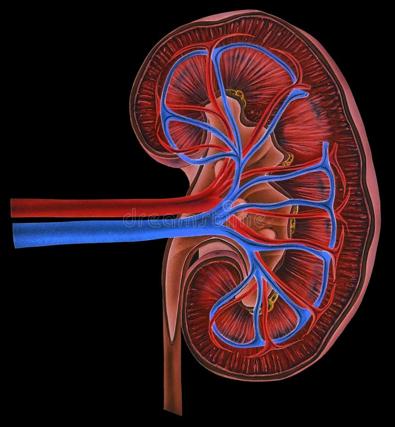 Rein - Section Transversale Dans La Couleur Fausse Photo stock - Image ...