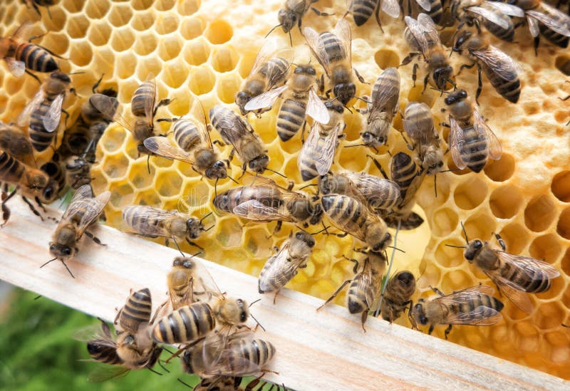 Reina de la abeja en abeja foto de archivo. Imagen de abeja - 97609578