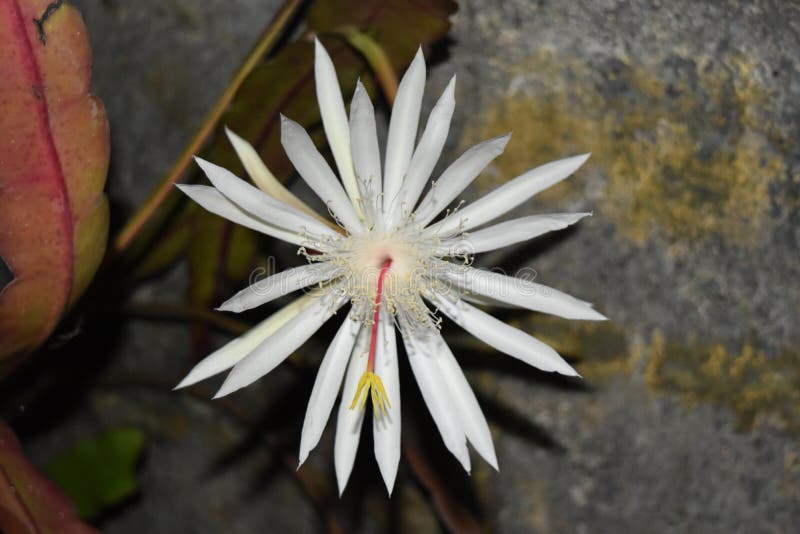 Reina de la noche Kadupul foto de archivo. Imagen de tropical - 96579682