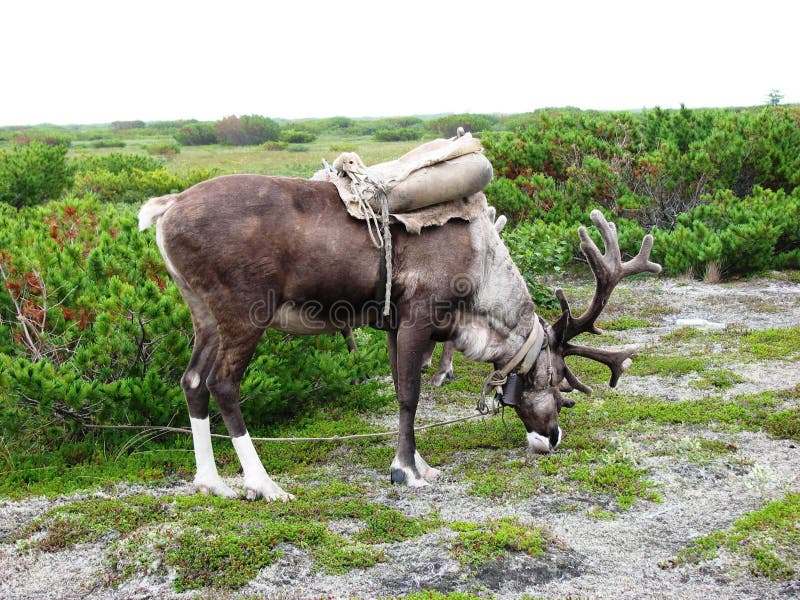 Reindeer stock image. Image of sakhalin, fire, giant - 12252925