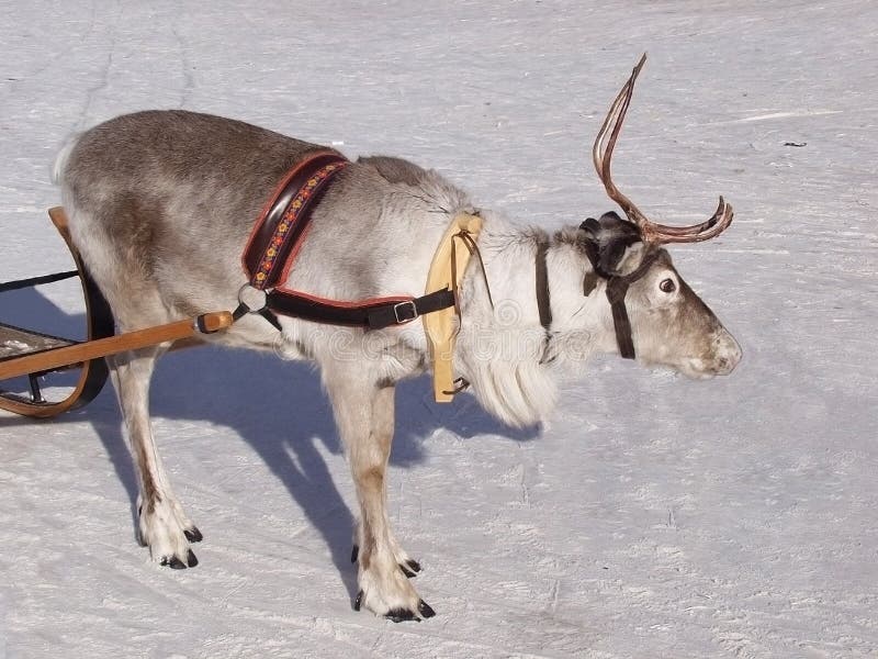 Reindeer in Harness Prepared for the Sled Stock Image - Image of cold ...
