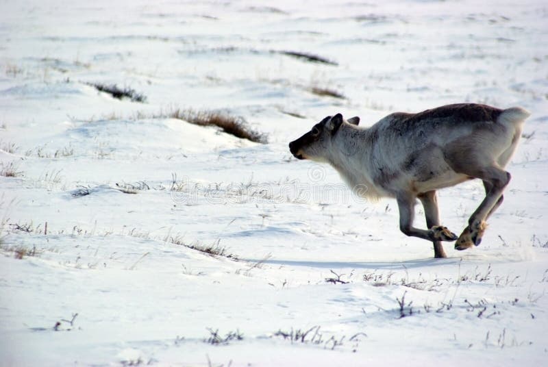 Running Reindeer Near Messingen in Sweden Stock Image - Image of ...