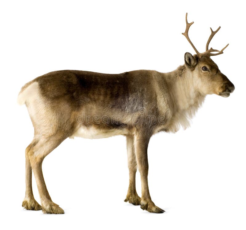 Male reindeer over white stock image. Image of deer, wildlife - 31681225
