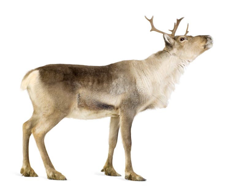 Reindeer, Side View, Looking at the Camera Stock Photo - Image of young ...