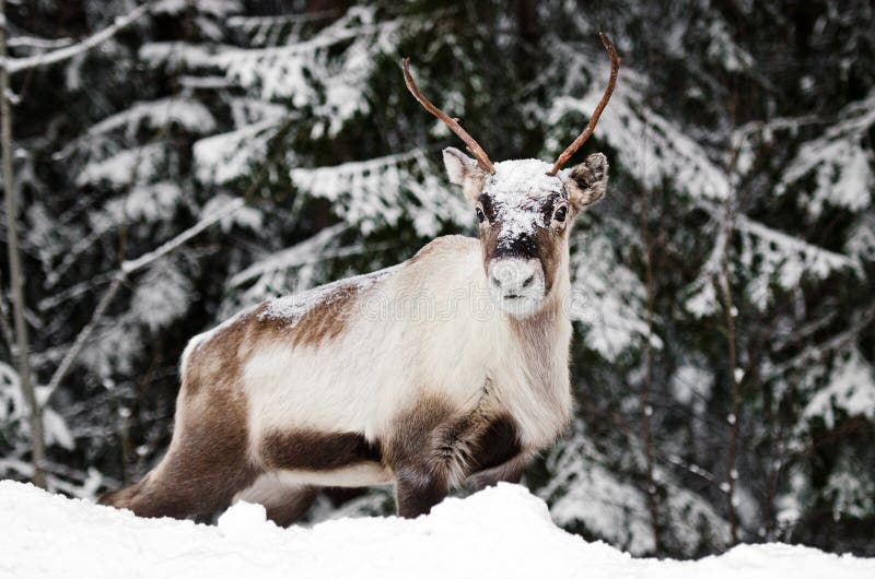 Reindeer stock photo. Image of antler, wild, wildlife - 22650896