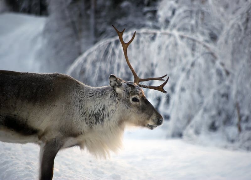 Reindeer stock photo. Image of santa, north, rudolf, wildlife - 2608094