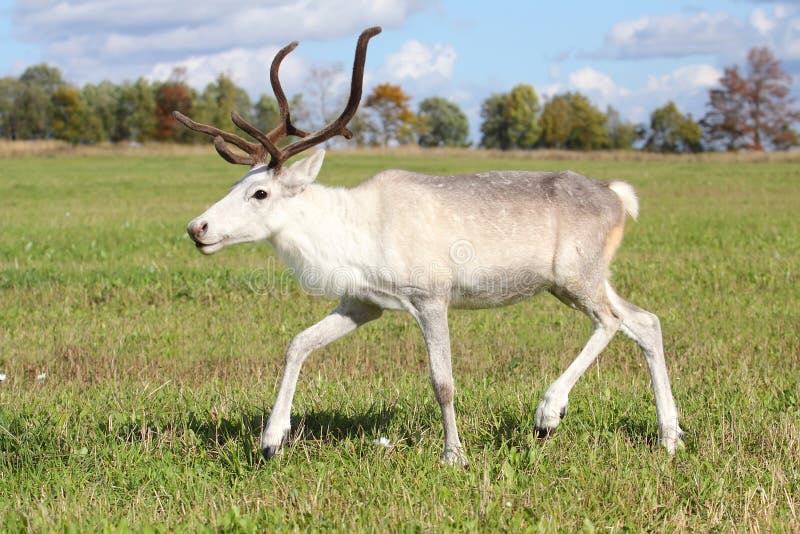 Reindeer stock photo. Image of look, beautiful, herbivore - 26866138