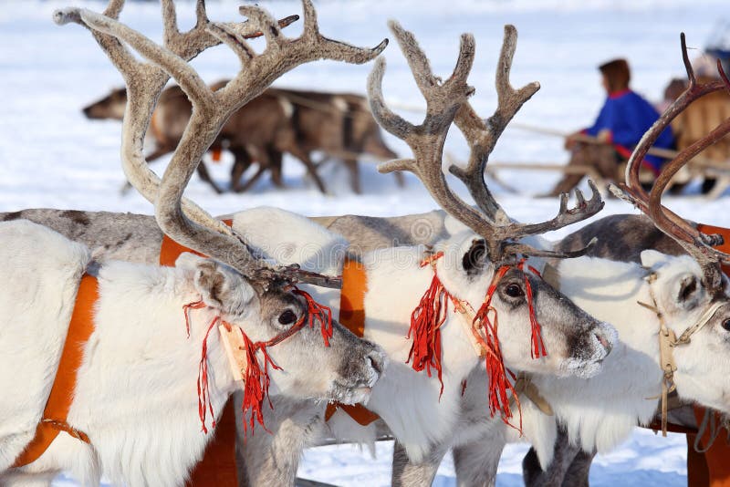 Reindeer stock image. Image of animal, horns, north, reindeer - 38376119