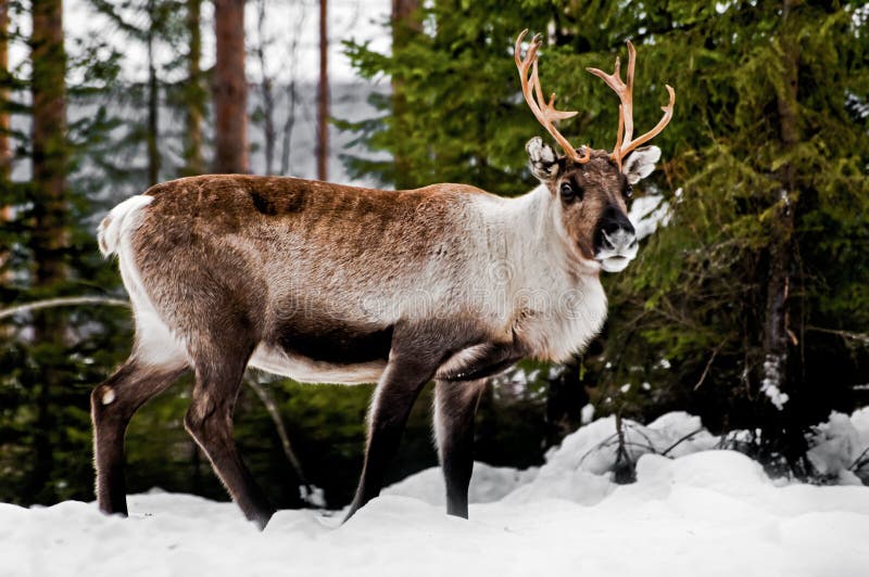 Reindeer stock photo. Image of santa, north, rudolf, wildlife - 2608094