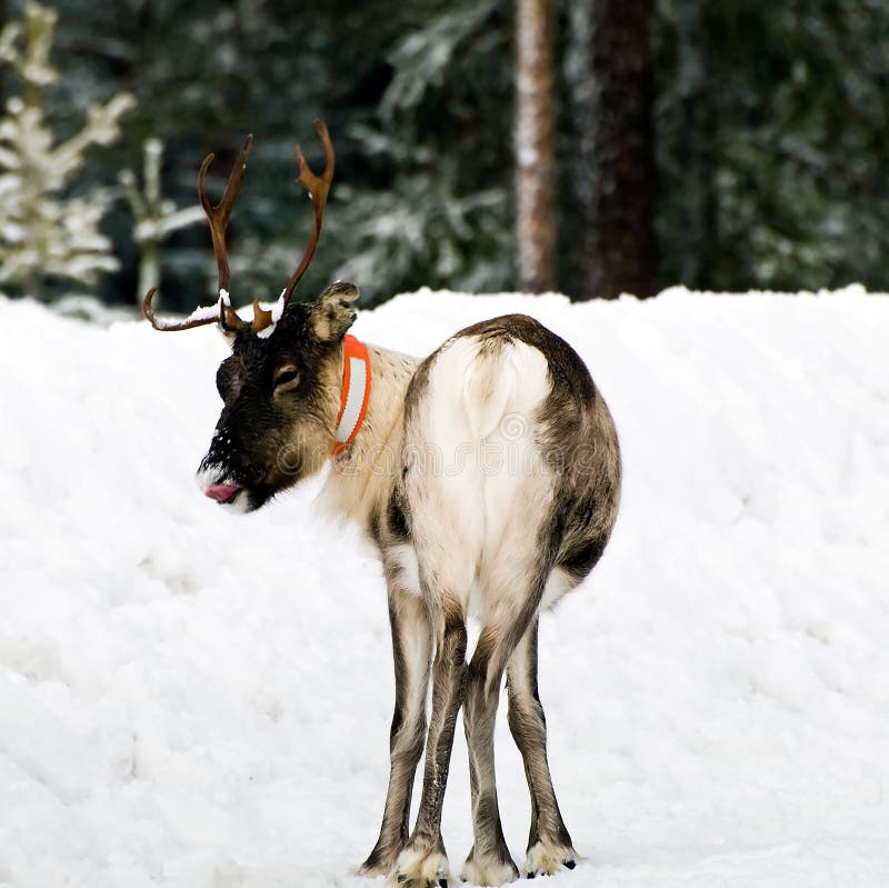 Reindeer stock image. Image of trophy, wilderness, north - 2608091