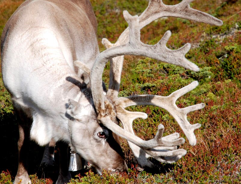 Reindeer stock image. Image of horn, season, tundra, reindeer - 6674043