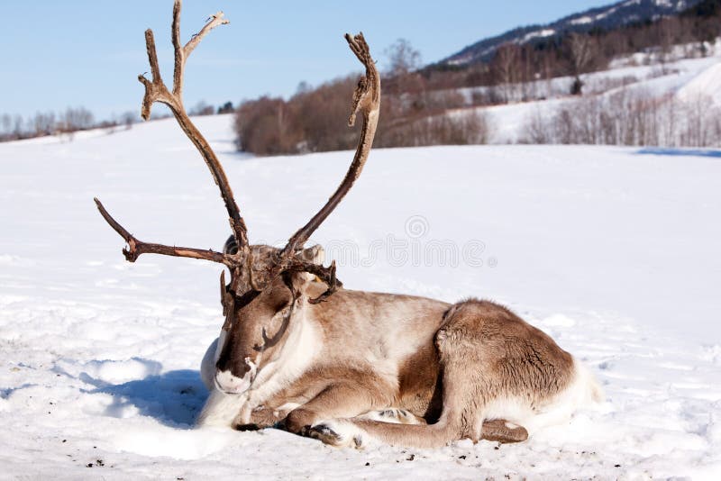 Two reindeers stock photo. Image of island, traditional - 11976410
