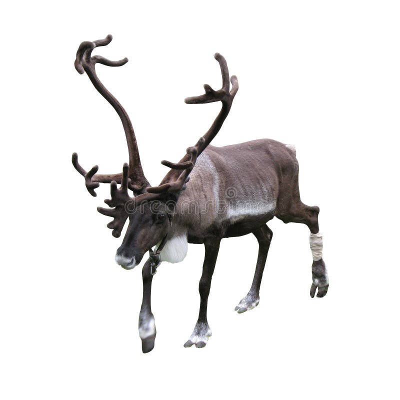 Reindeer, Side View, Looking at the Camera Stock Photo - Image of young ...