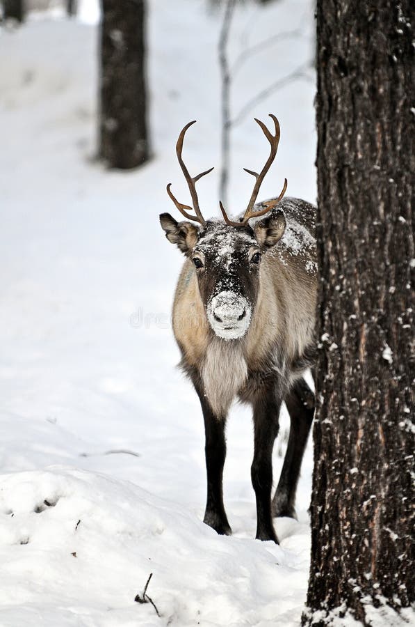 Reindeer stock photo. Image of trophy, white, hunt, deer - 9080816