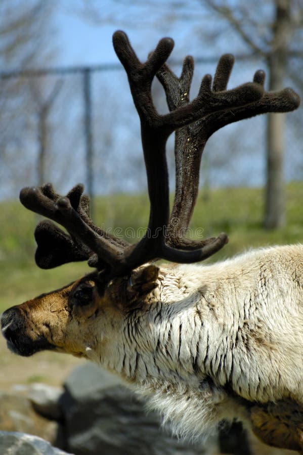 Reindeer stock image. Image of deers, profile, christmas - 96471