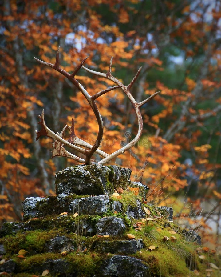 Reindeer Antlers on an Ancient Sami Altar Stock Image - Image of bone ...