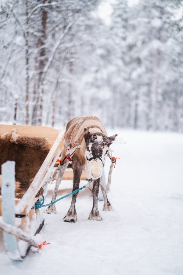 Reindeer without Antlers Standing in the Winter Snow Fixed Onto a Sled ...