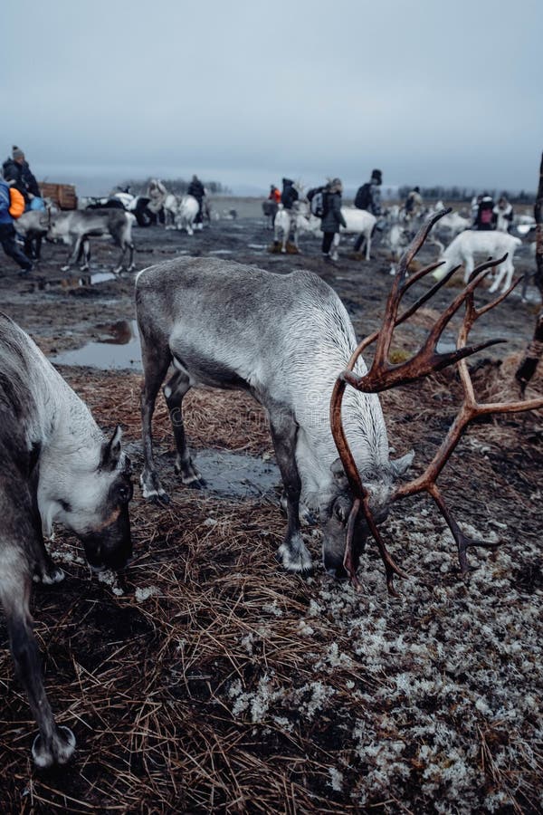 Reindeer in the Arctic Circle on Cloudy Day in Tromso, Norway Editorial ...